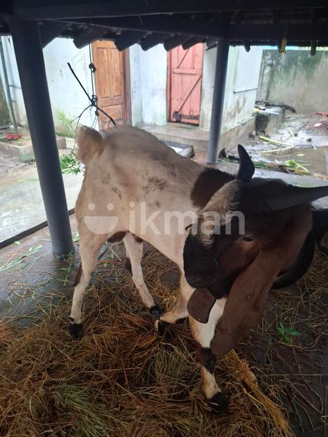 Goat for Sale in Jaffna City | ikman