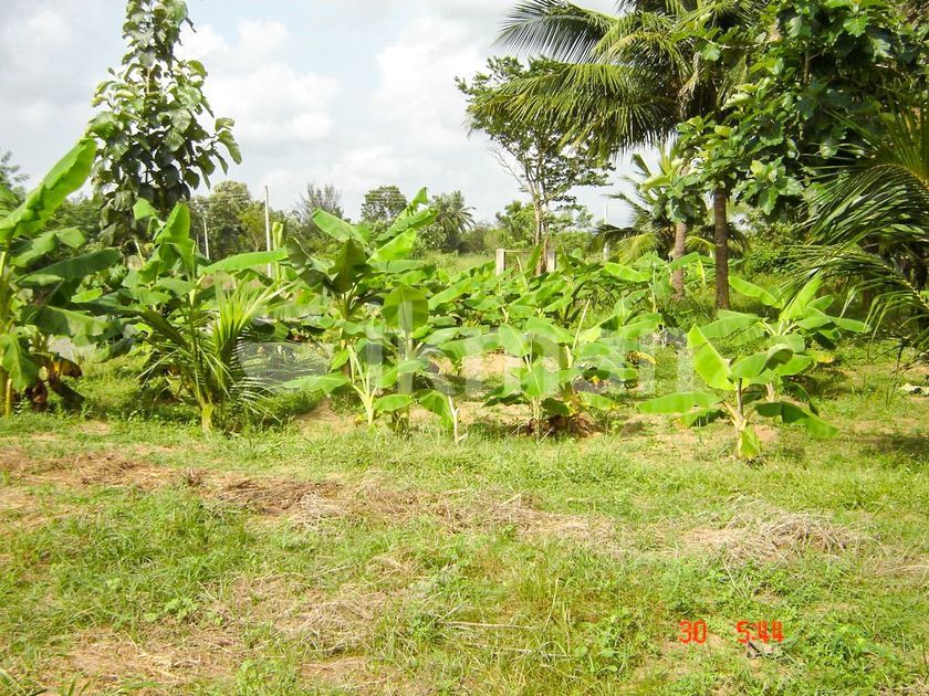 10.5 Acres Cultivated Land / Estate For Sale In Puttalam Town | ikman