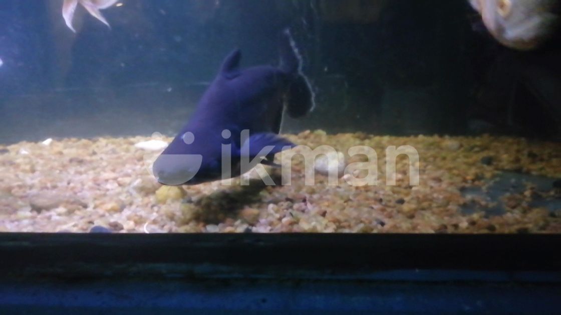 1.4 Feet Catfish for Sale in Colombo 3 | ikman