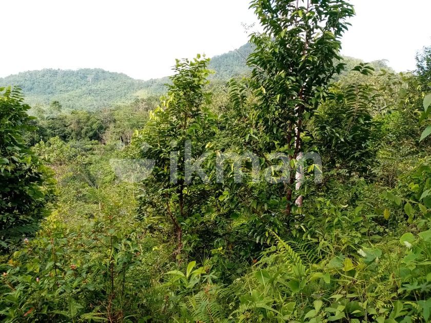 18 Acres Cultivated Land at Scenic Location, Dumbara Close to Ingiriya ...