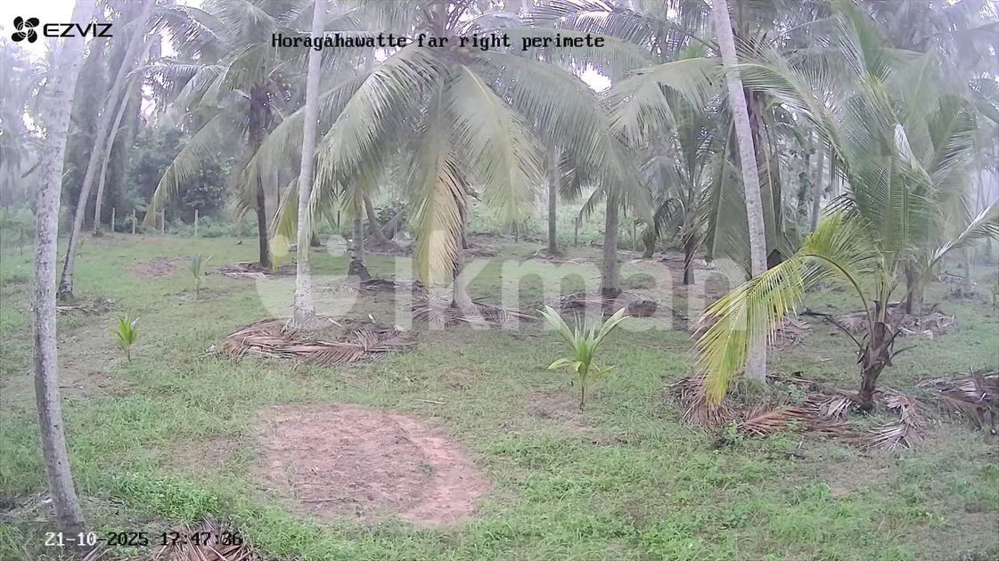 20 acre Coconut Estate for sale - Madampe (EM081VW) | ikman