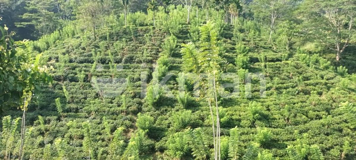 200 ACRES LAND FOR SALE IN DENIYAYA - CL 525 | ikman