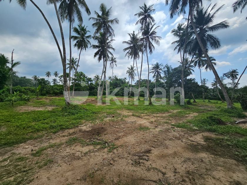 200 Perches Coconut Land for Sale – Nawagamuwa- Colombo District | ikman