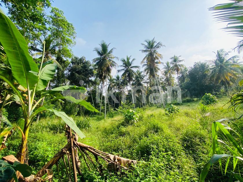 257P Coconut Land for Sale at Embaraluwa | ikman