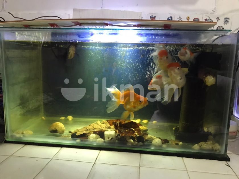 Fish Tank for Sale in Ratnapura City | ikman