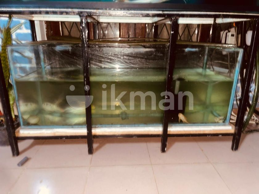 3 Feet and 7 Inch Long Aquarium with Fish for Sale in Dehiwala | ikman