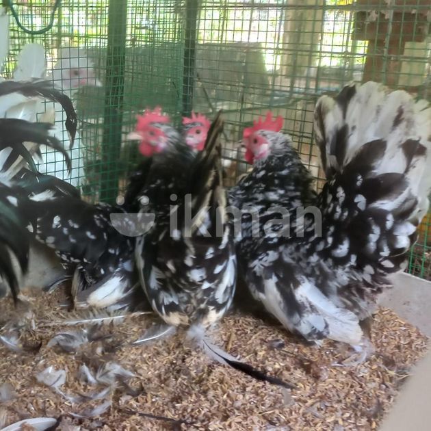 3 Month Mottled Chabo Japanese Banatam in Jaffna City | ikman