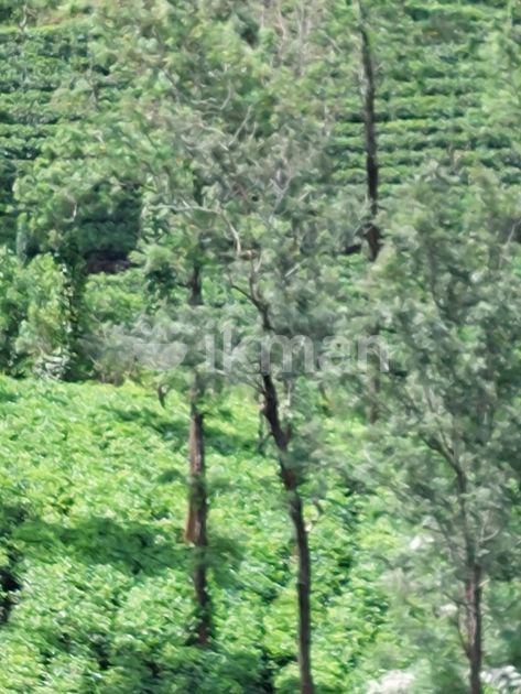 33 Acres VP Tea Estate for sale Galaha - Kandy CC328 | ikman