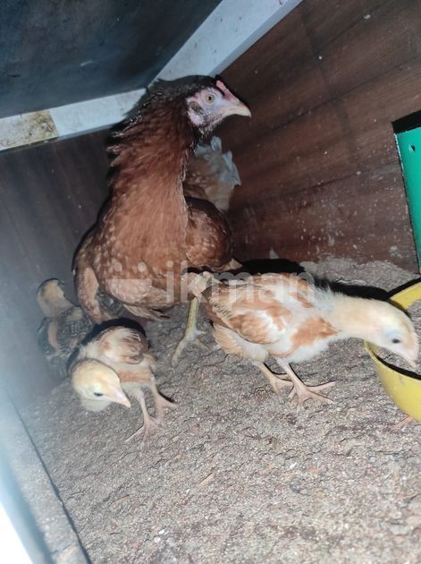 4 Chicks with Hen for Sale in Colombo 10 | ikman