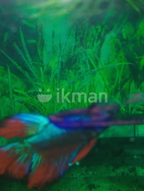 4 Fighter Fish with Tank for Sale in Kottawa | ikman