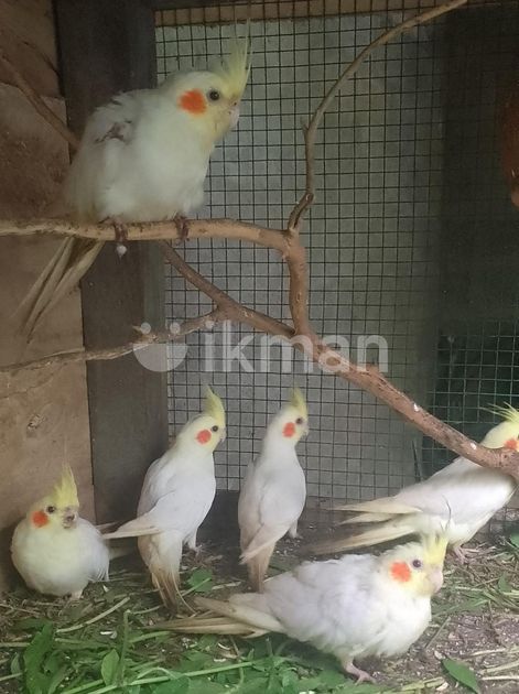 5 Cocktail Birds with Cage for Sale in Hikkaduwa | ikman