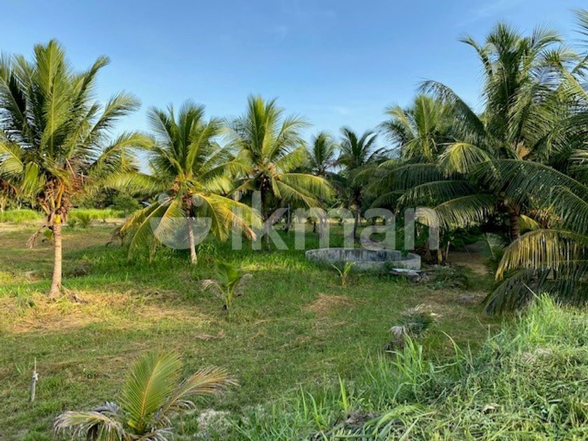 6 Acre Coconut Estate with Bungalow in Nikaweratiya (SL 14365) | ikman