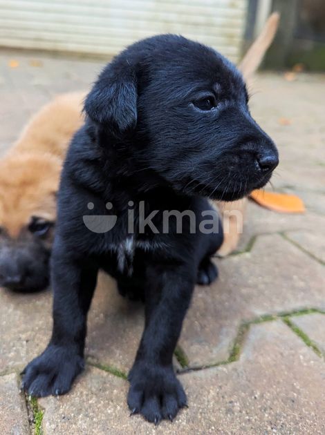Labrador Cross Breed Puppies for Sale in Matale City | ikman
