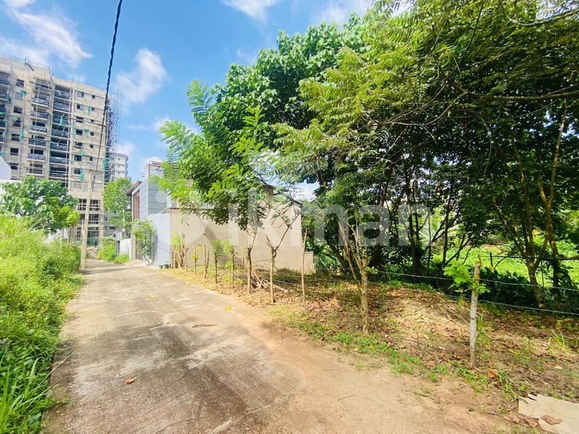 6P Elevated Land Facing Paddy Field at Weera Mawatha, Kalalgoda | ikman