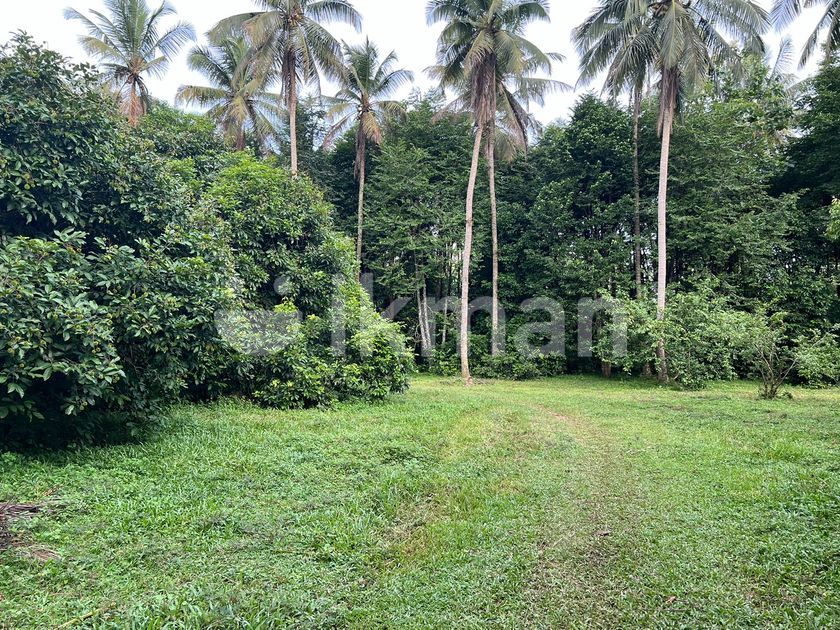 7 Acres of Cultivated Land in Mallawagedara, Pannala (SL 14363) | ikman