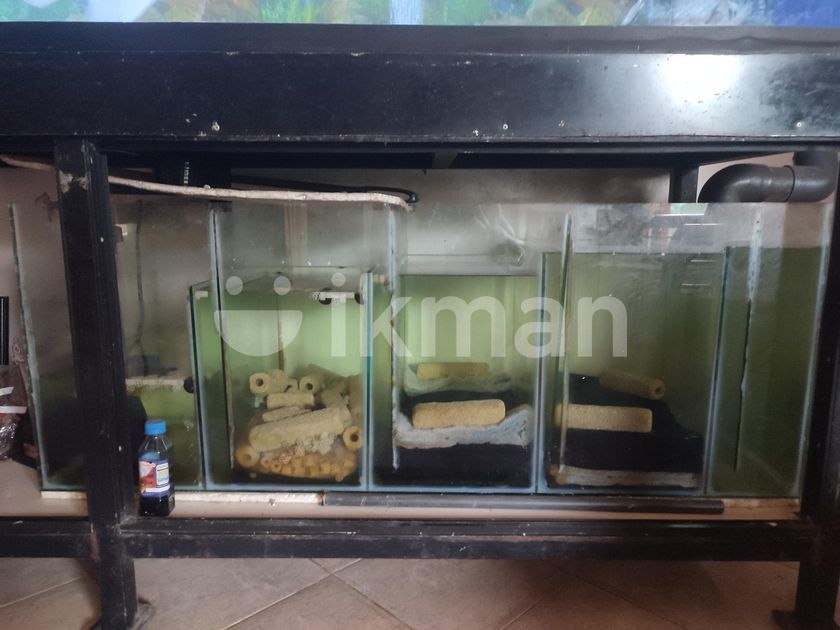 Fish Tank for Sale in Matara City | ikman