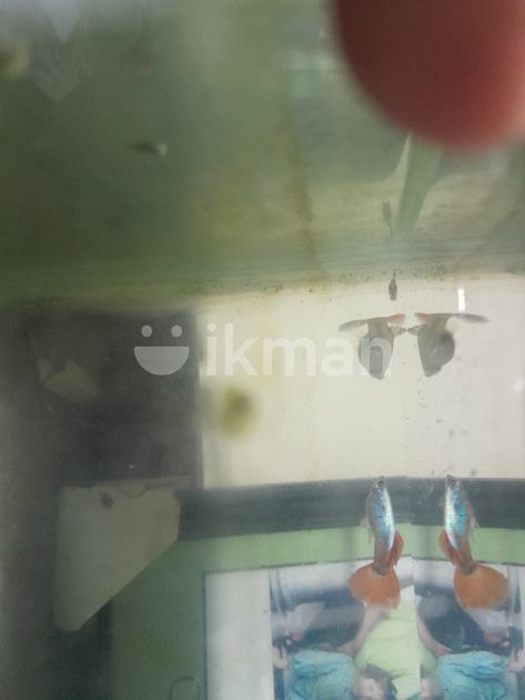 Elephant Ear Platinum Red Tail Guppy Fish for Sale in Colombo 14 | ikman