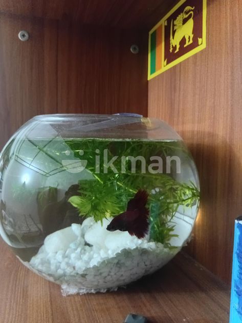 Fighter Fish with Bowl for Sale in Kadawatha | ikman