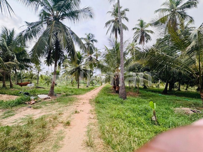 (AF330) 10 Acre Coconut Estate for Sale in Attaweilwa Puttalam | ikman