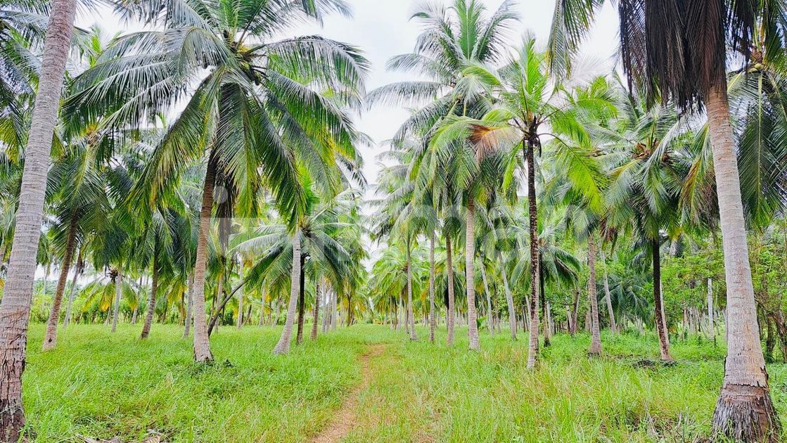 (AFA202) 43 Acre Land Sale At Pallama off Chilaw, North Western ...