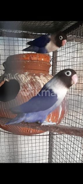 African Birds in Kolonnawa | ikman