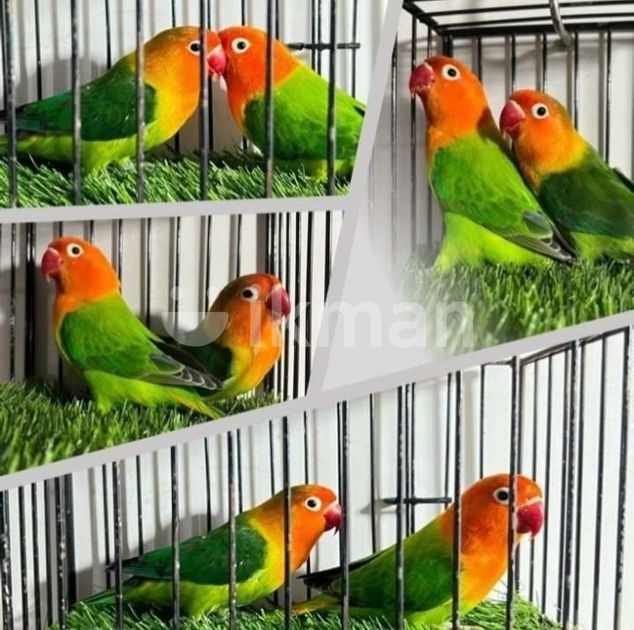 African Love Birds for Sale in Kolonnawa | ikman