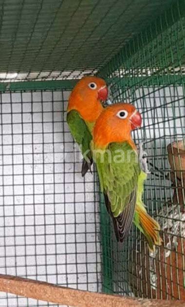 African Love Birds for Sale in Colombo 9 | ikman