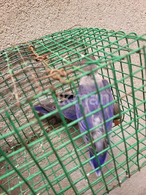 African Birds for Sale in Kadawatha | ikman