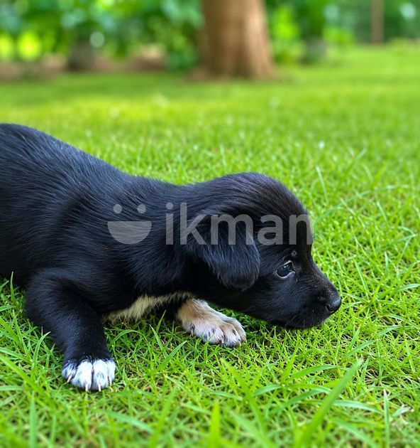African Hunting Puppies for Sale in Trincomalee City | ikman