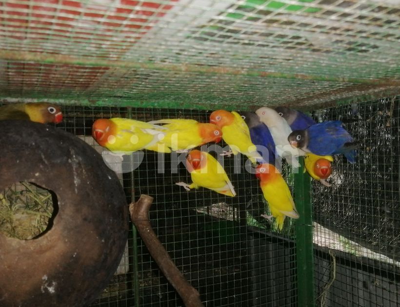 African Love Birds for Sale in Minuwangoda | ikman
