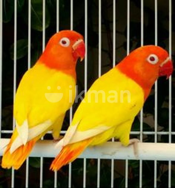 African Love Birds for Sale in Kaduwela | ikman