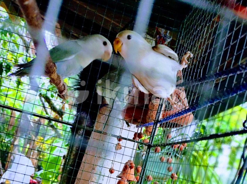 African Love Birds for Sale in Homagama | ikman