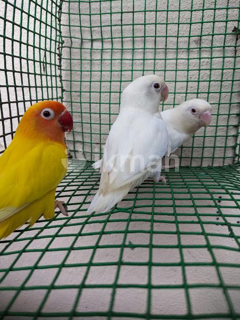 African Love Birds for Sale in Piliyandala | ikman