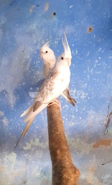 Cockatiel Bird in Kolonnawa | ikman