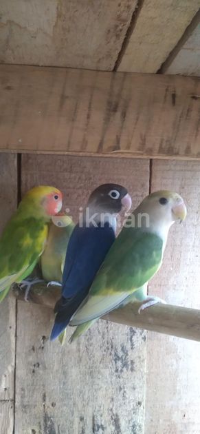 Love Birds for Sale in Mount Lavinia | ikman