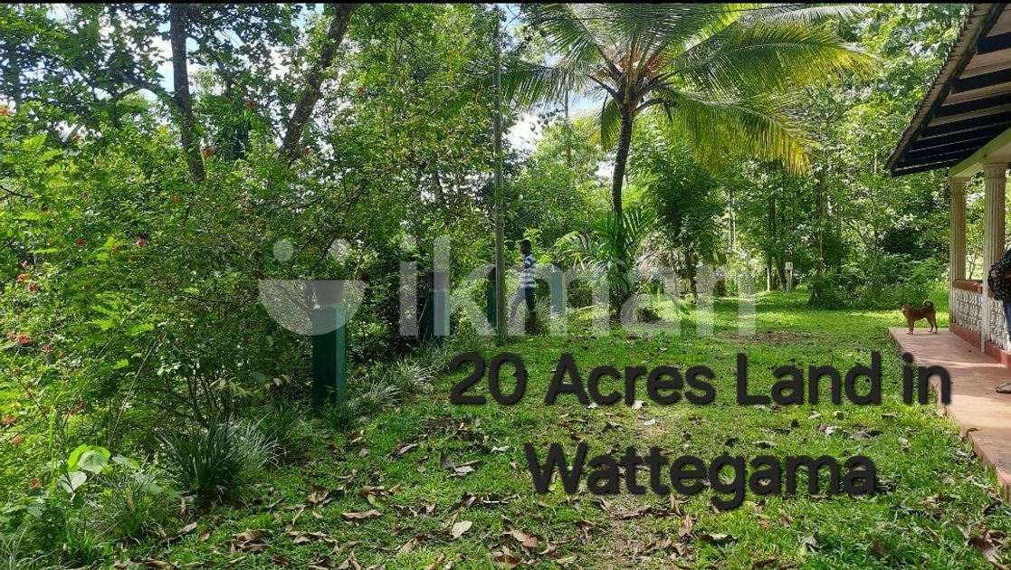 අක්කර 20ක්? නුවර වත්තේගම.ගම්මිරිස්/සාදික්කා/කරාබු/පොල්/පුවක් සහිත ඉඩම | ikman