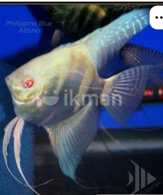 Albino Blue Pinoy Whale Tail Angel Fish for Sale in Ampitiya | ikman