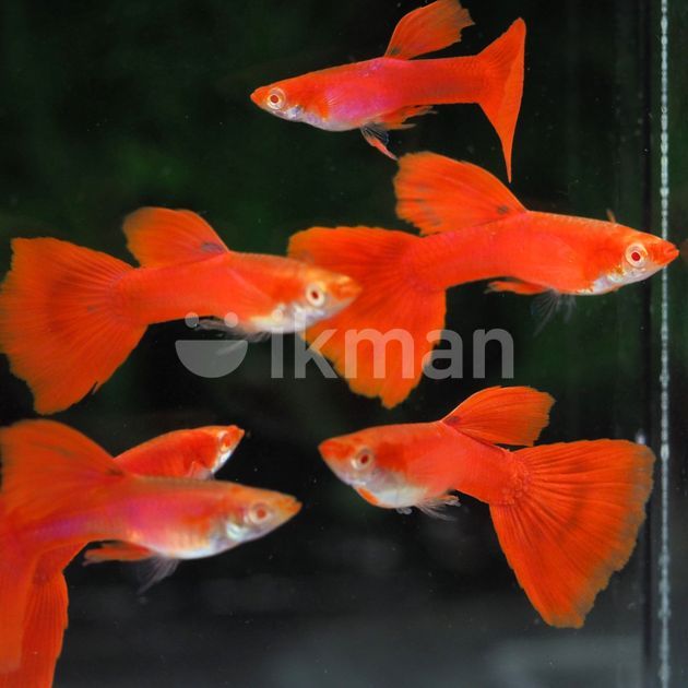 Albino Full Red Guppy for Sale in Boralesgamuwa | ikman