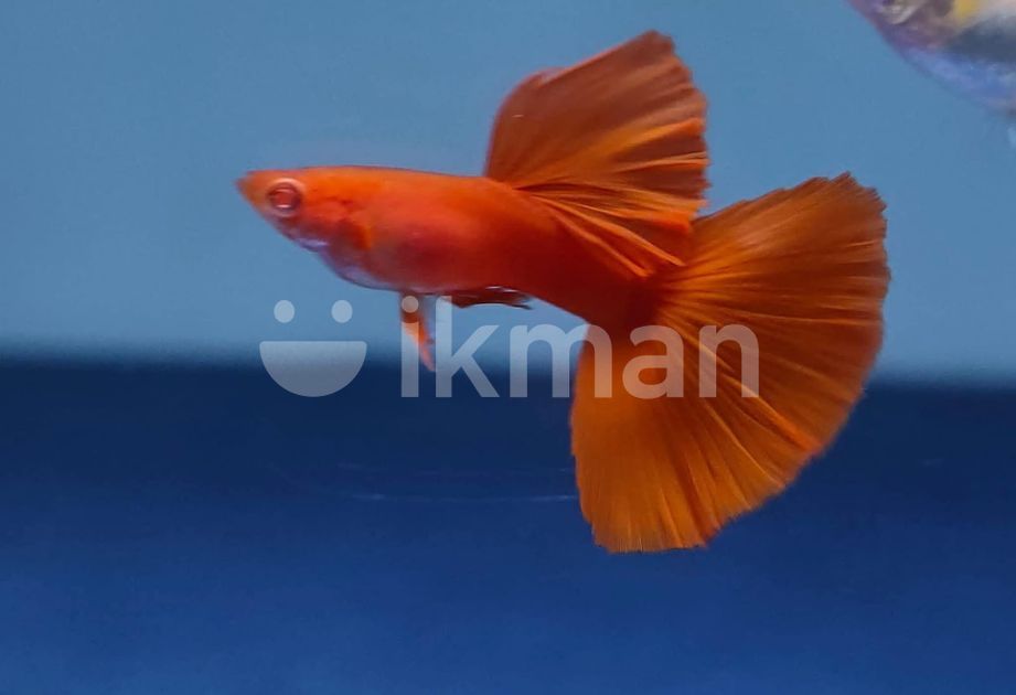 Albino High-Dorsal Fullred Guppy for Sale in Boralesgamuwa | ikman