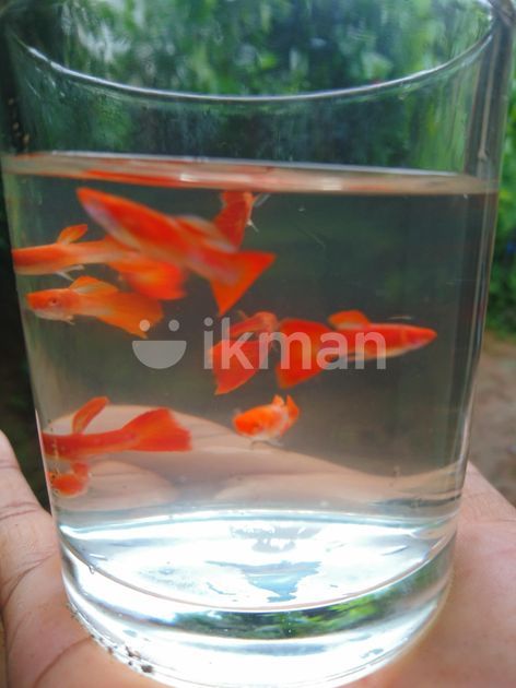 Albino Kohaku Guppy for Sale in Piliyandala | ikman