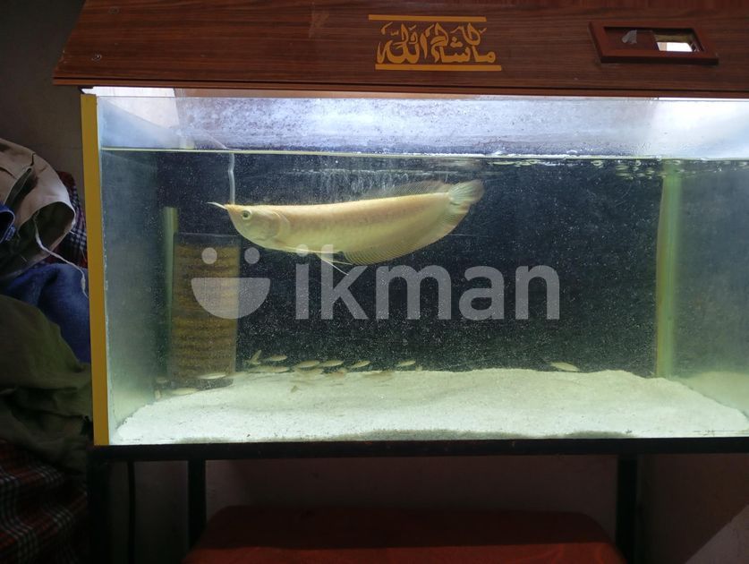 Albion Arowana Fish for Sale in Batticaloa City | ikman