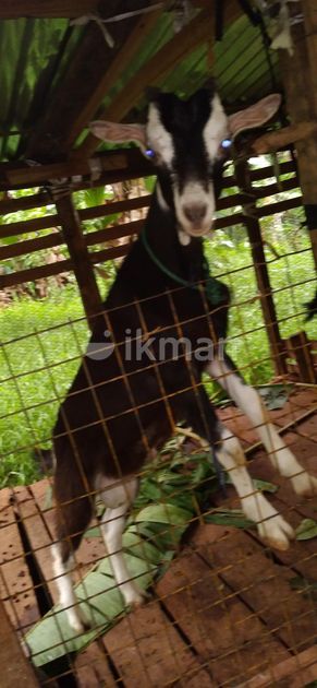Alpine Goat in Minuwangoda | ikman