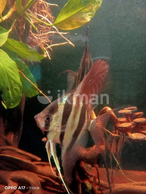 Altum Angel for Sale in Maharagama | ikman