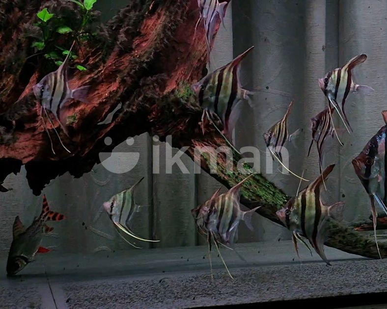 Altum Angels for Sale in Gampaha City | ikman