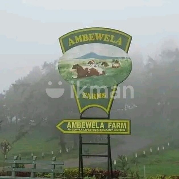 Ambewela Rendapola Land for Sale | ikman