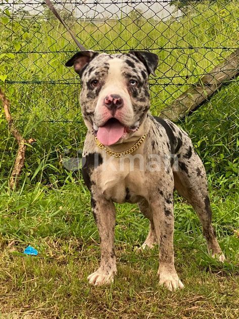 American Bully for Crossing for Sale in Wattala | ikman