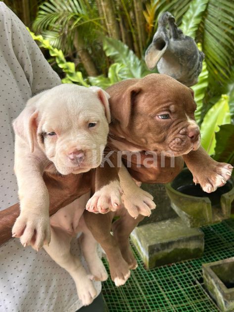 American Bully for Sale in Panadura | ikman