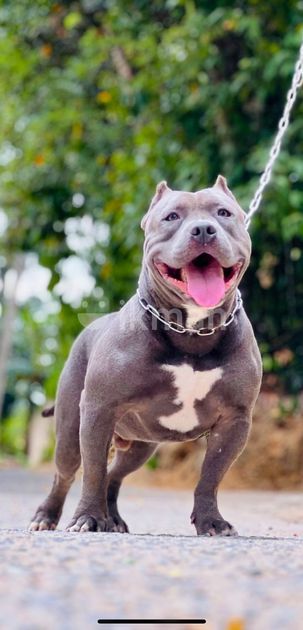 American Bully for Stud Service for Sale in Kandy City | ikman