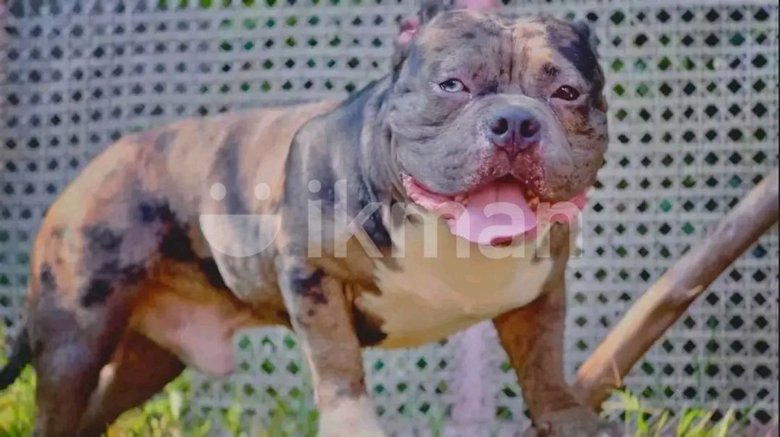 American Bully Male Dog for Crossing. for Sale in Maharagama | ikman