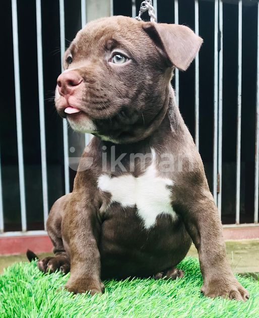 American Bully Male Puppy for Sale in Meegoda | ikman
